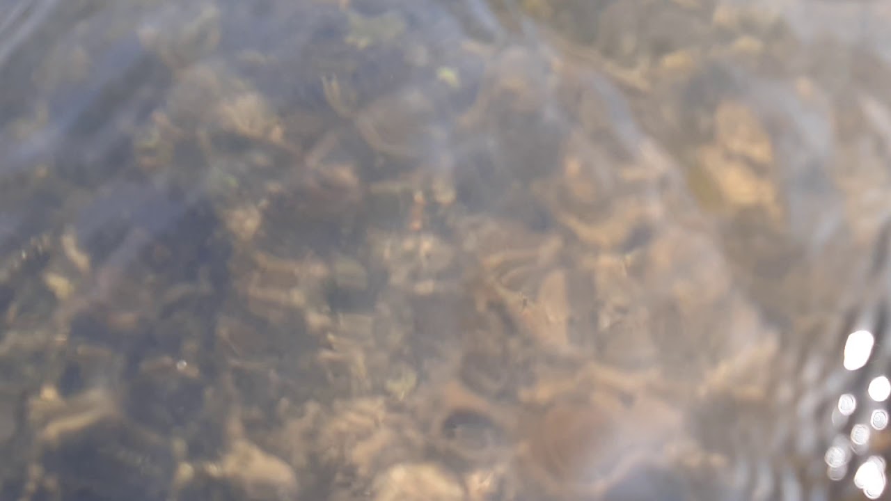 Pollachi area river .......... Aliyar river.... by pollachitamil - YouTube