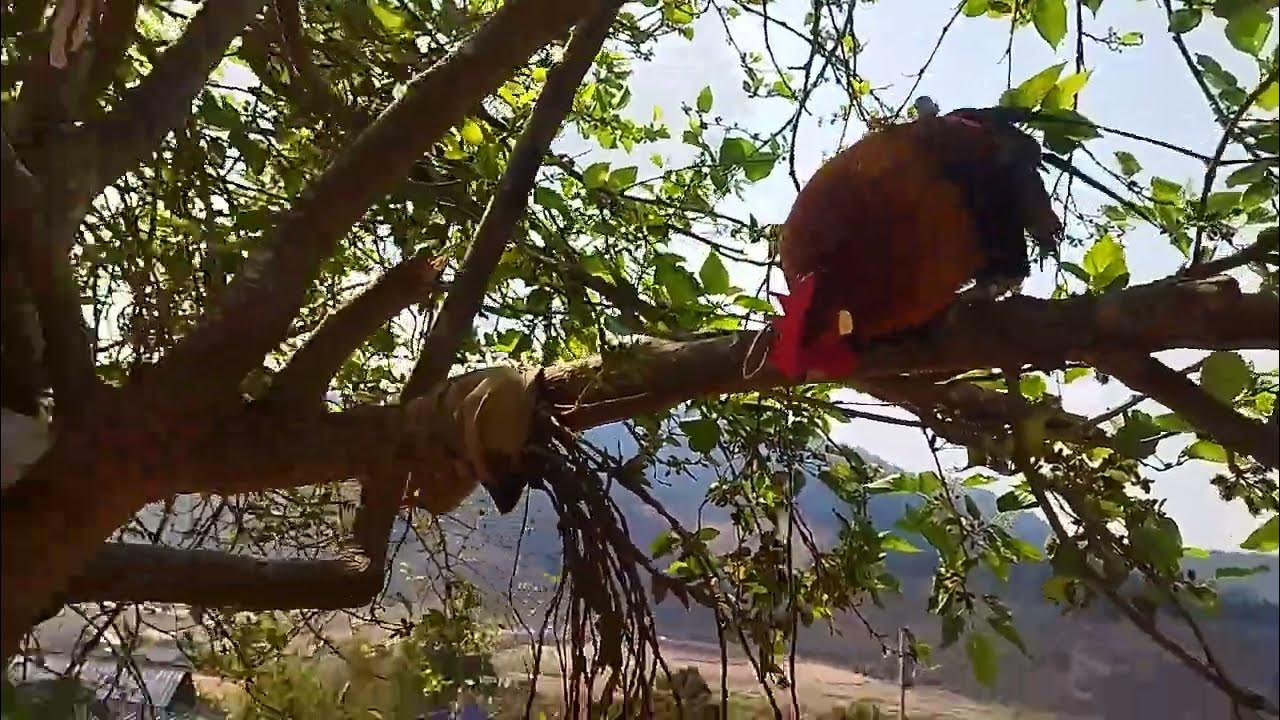 saib qaib dib dib qaib qus tuaj zoo heev li nawb 25 ກຸມພາ 2025 - YouTube