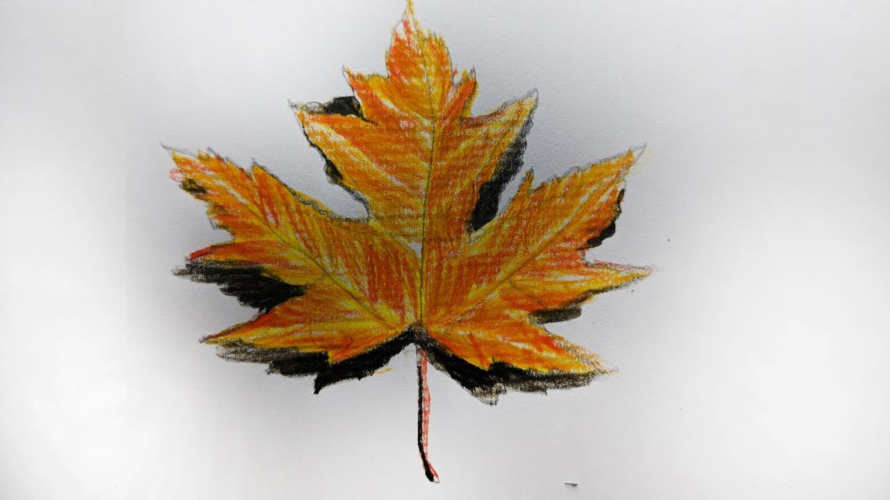 How to draw maple leaf step by step | Easy drawing for beginners - YouTube