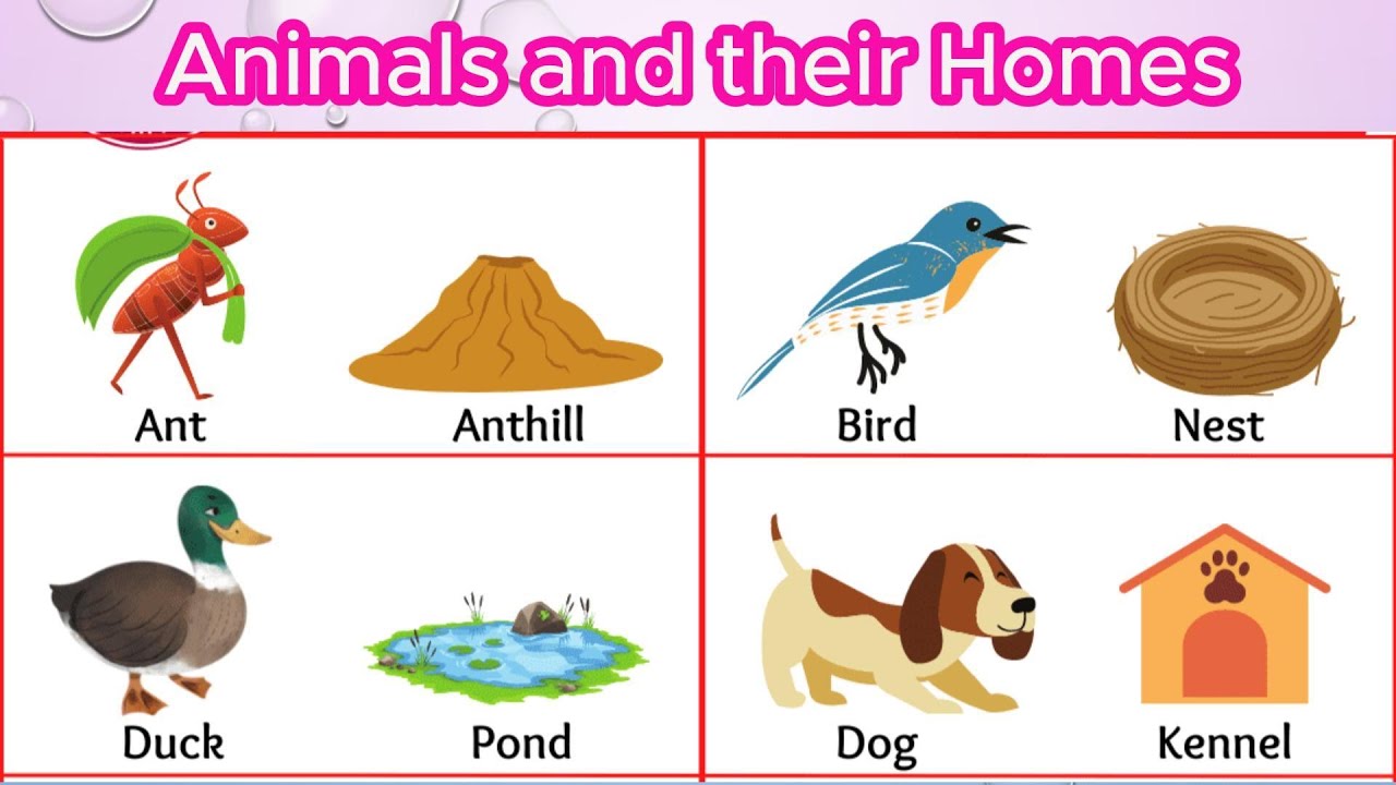 Animals and Their Homes #vocabulary #englishstory #english #fact # ...