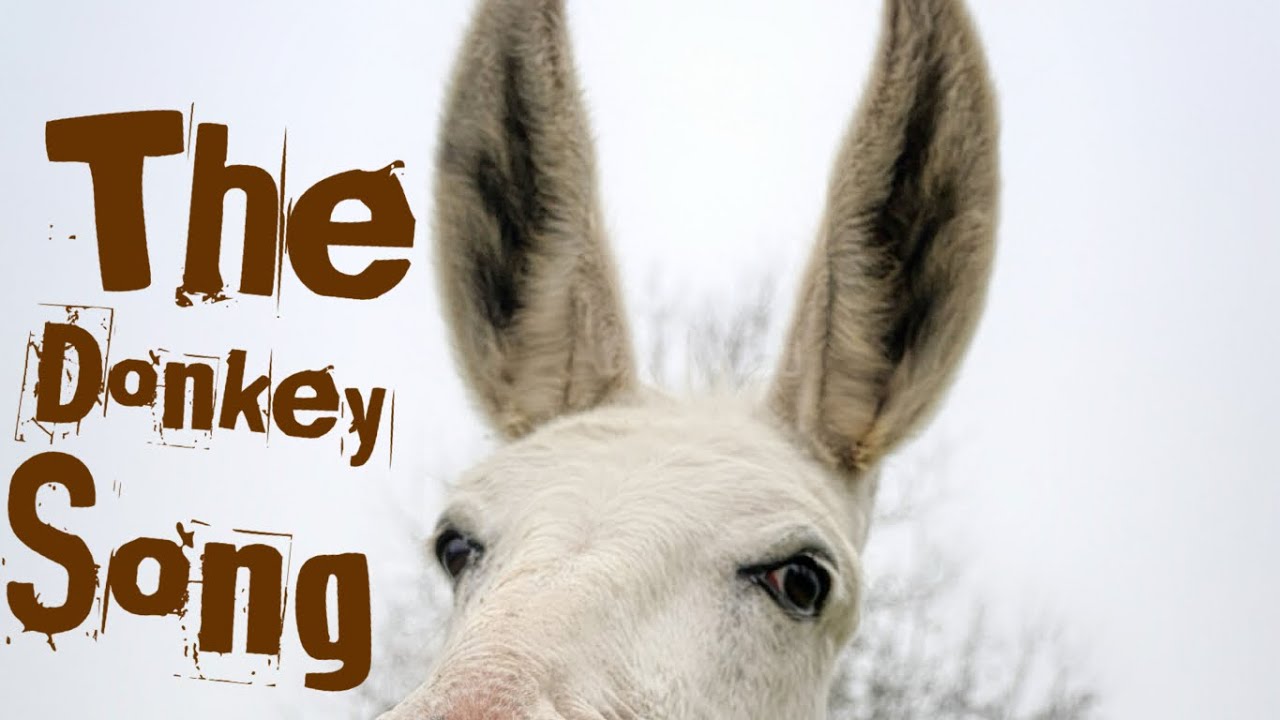 The Donkey Song - YouTube
