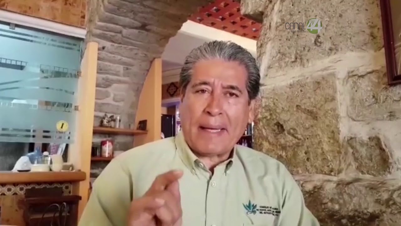 Alta demanda del tequila obliga a jimar agave más pequeño - YouTube