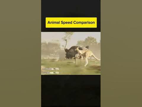 Animal speed comparison .🥰🌈#pet #cat #funny #dog #funnyanimals #cute ...