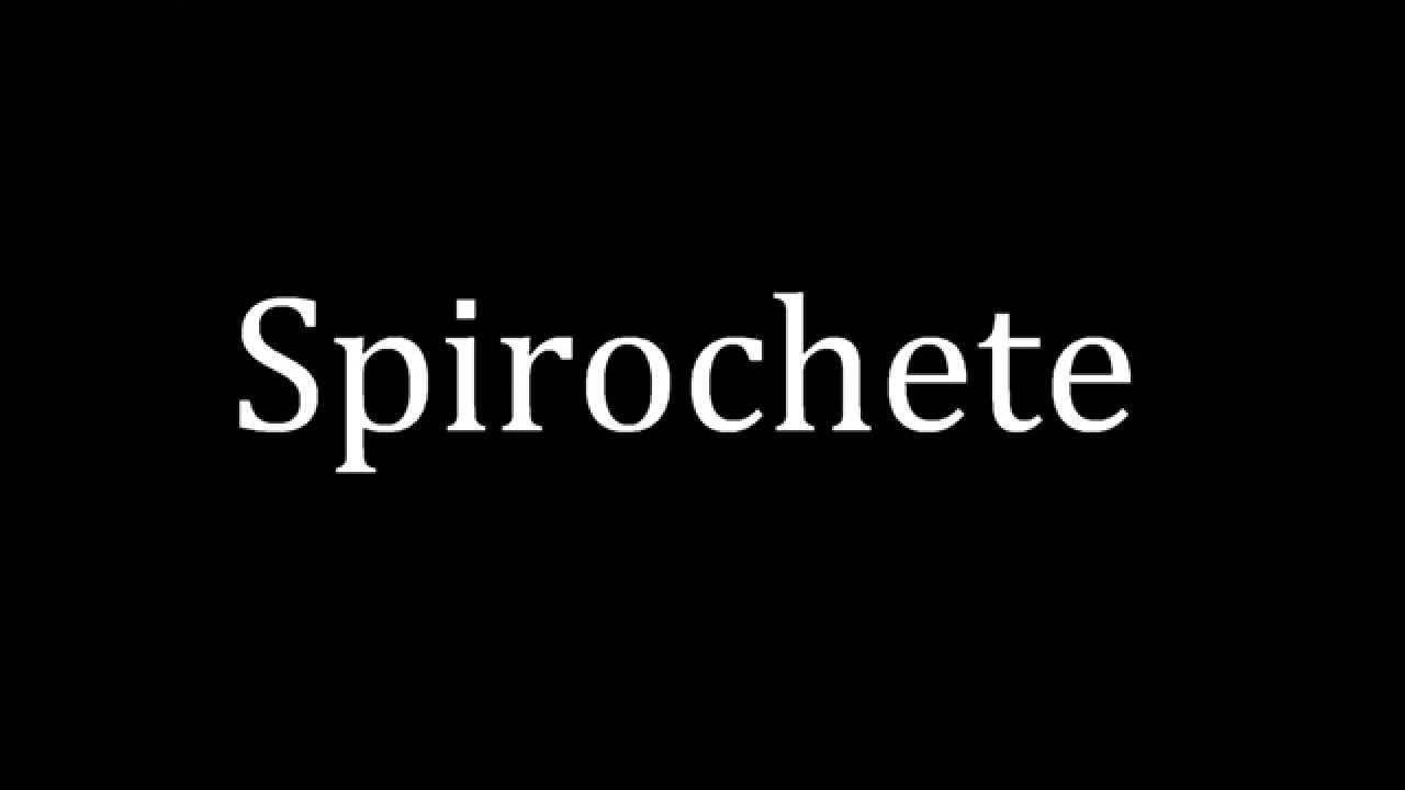 How to pronounce Spirochete - YouTube