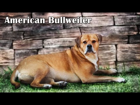 American Bullweiler - All You Need to Know / American Bulldog ...