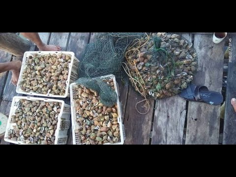 mencari siput kalasiu / siput gonggong - YouTube