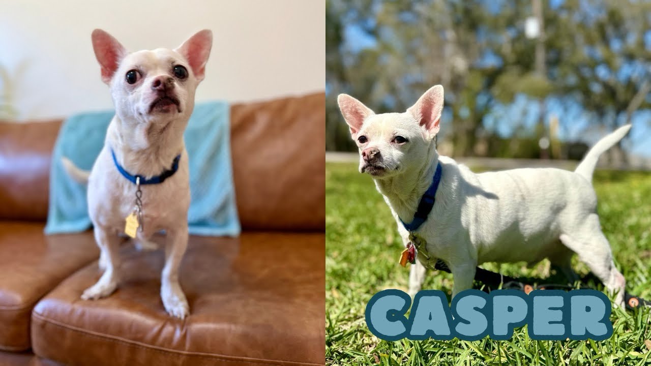 Your friendly Laid-Back Companion, Casper! - YouTube