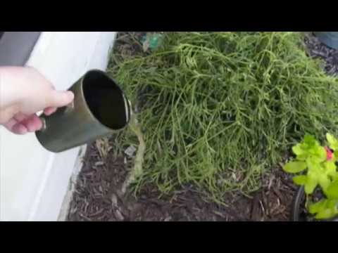 How to Make Spicy Tea and Spill It (Real Tea Version)