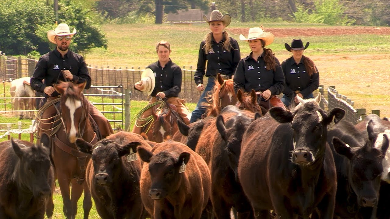 University of Arkansas Ranch Horse Team - YouTube