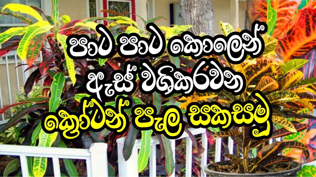 ගෙවත්ත හැඩ කරන ක්‍රෝටන් පැල පහසුවෙන් ගෙදරදීම සකසමු | How to plant ...