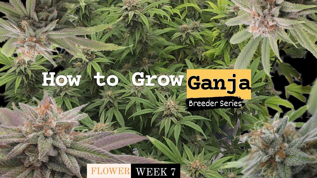 How To Grow Ganja 🎍 Cannabis 🌱 Weed 👨🏾‍🌾 Marijuana 🌿 Plants 🍃 Indoors 🏡 ...