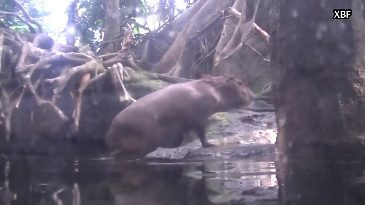 capibara cosmocaixa - YouTube