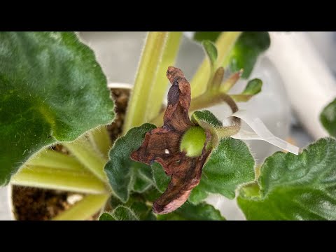 African Violet seed pod update 74 days - YouTube