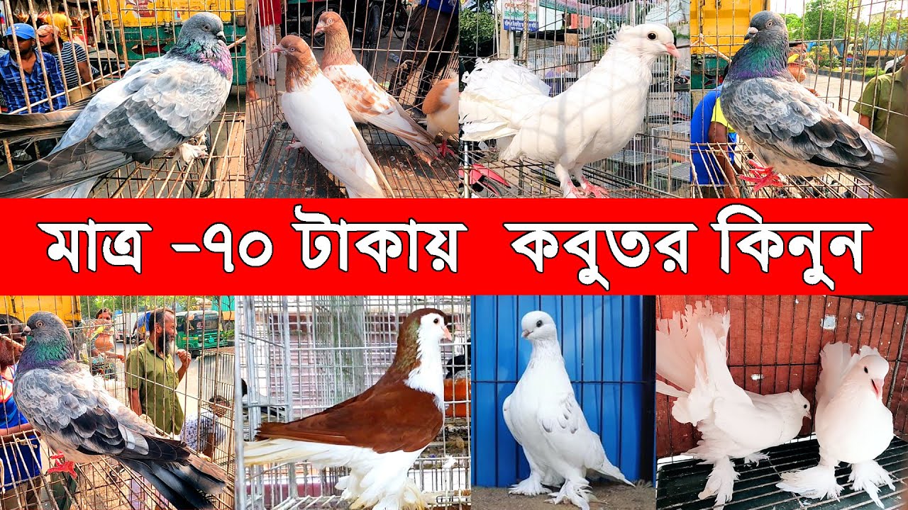 মাত্র ৭০ টাকায় কবুতর কিনুন | kobutor hat | pigeon market in bangladesh ...