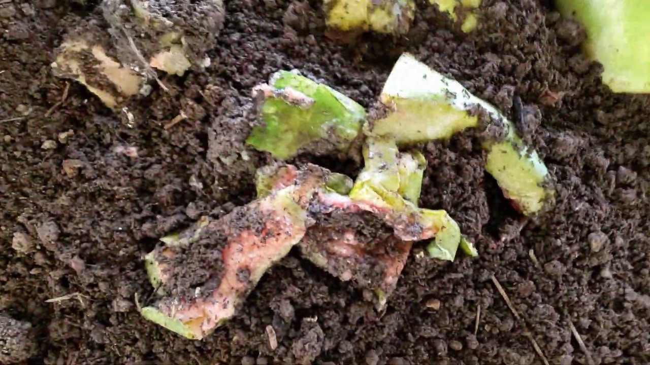 Baiting worms at the worm farm with watermelon so I can gather some up ...