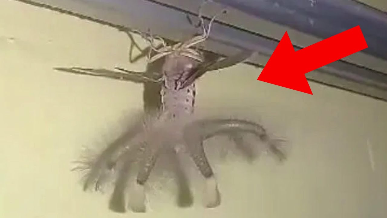 5 Mysterious and Unexplained Photographs That Will Blow Your Mind - YouTube