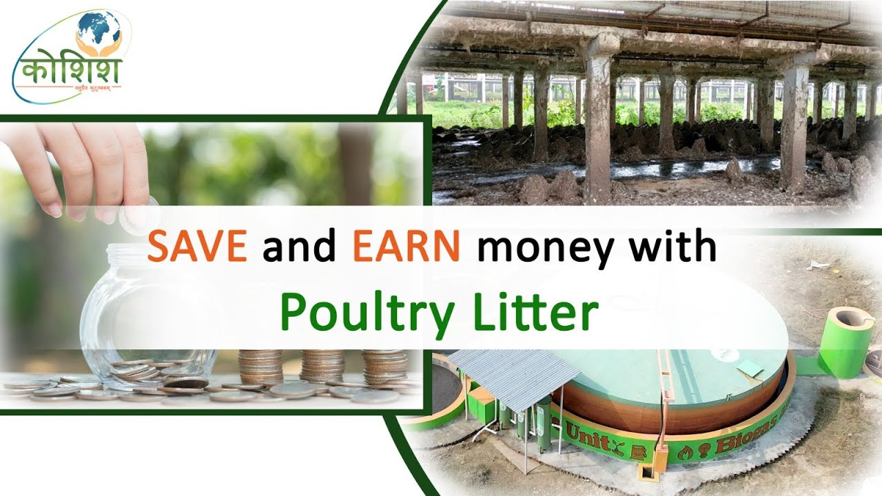 Poultry Waste to Power: Save, Earn, and Go Green! - YouTube