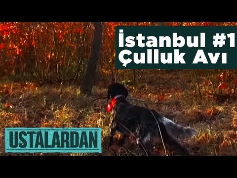 İstanbul Çulluk Avı 1 Ustalardan  Yaban Tv