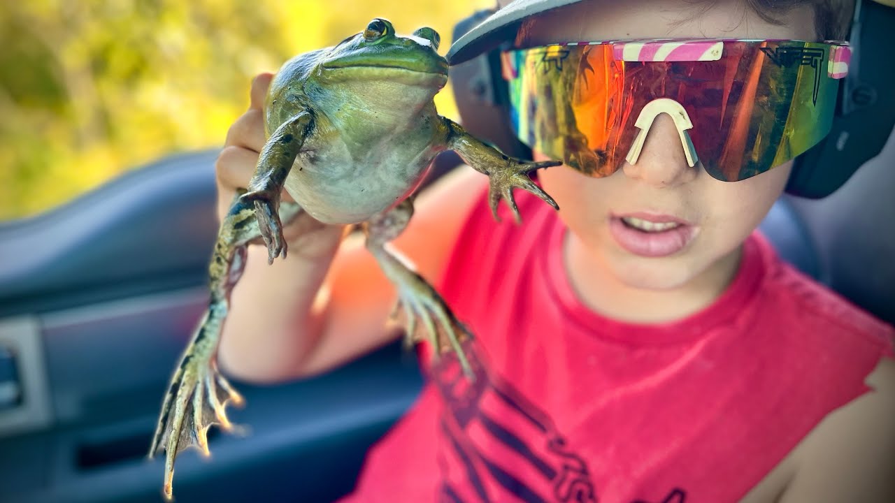 Catching a Giant Bullfrog - YouTube