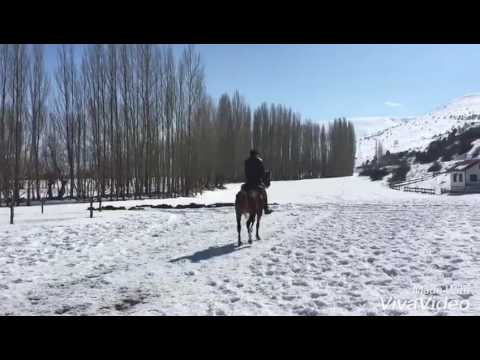 Arap Atı Altay