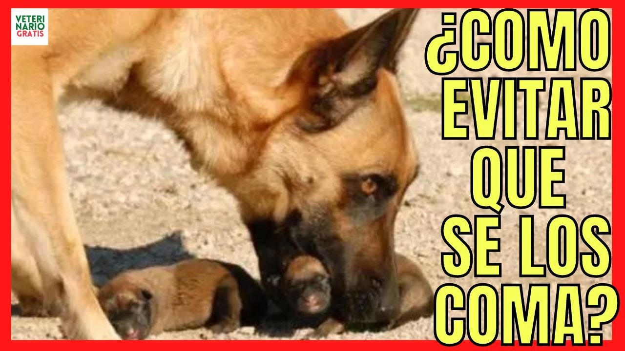 🆘 PORQUE LOS PERROS SE COMEN A SUS CRÍAS VIVAS 🆘 Y CÓMO EVITAR EL ...