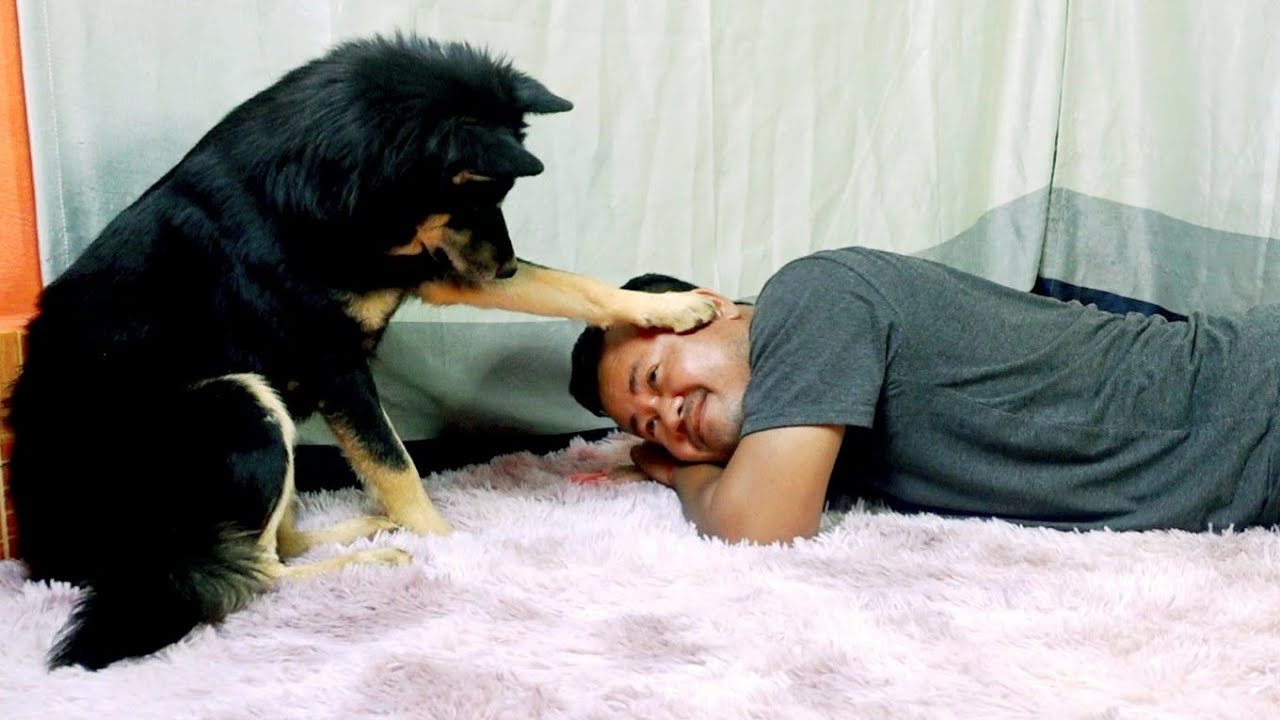 Becky dog wake me up, so emotional with owner - YouTube