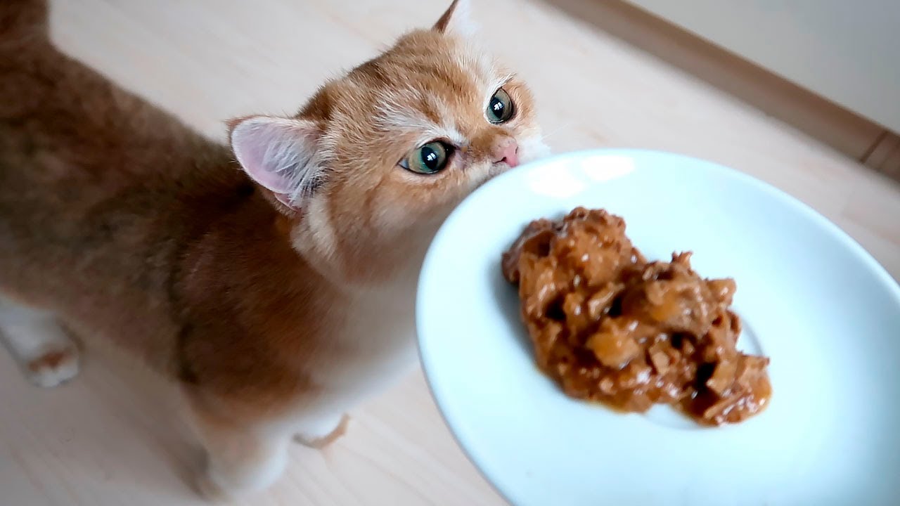 Can Jerry Survive World's Hungriest Kitten Challenge? - YouTube