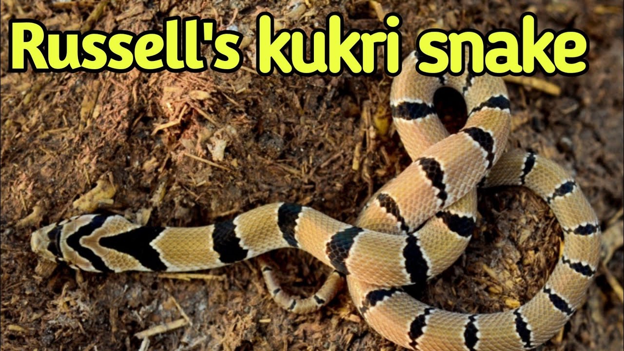 Russell's kukri snake| Beautiful Snake in India & Pakistan #kukrisnake ...
