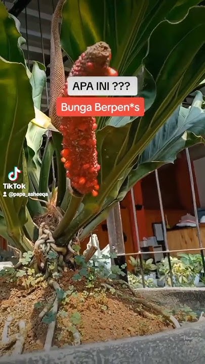 APA ?? #Flower #viral #vital #vitalitas #pijit #seks #penis #bokep #horor #sepong #muncrat # ...