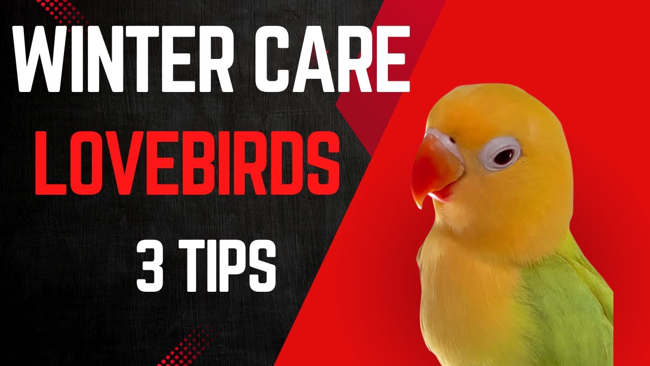 How to keep your Lovebirds safe in Winter | 03 Tips - YouTube