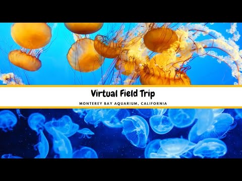 Virtual Trip to Monterey Bay Aquarium to see Jellyfish - YouTube