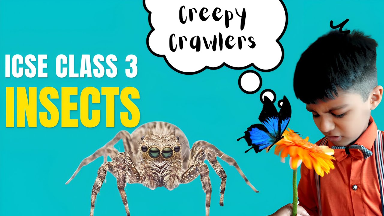 Insects - Creepy Crawlers : Science ICSE CLASS 3 - YouTube