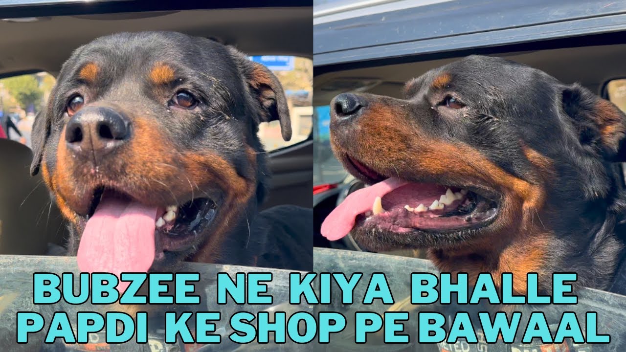 Rottweiler Bubzee Aaj Gaya Bhalle Papdi Chat Khaane Raju Chat Bhandaar ...
