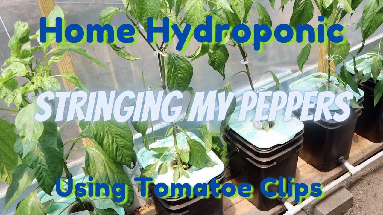 Stringing My Peppers - Home Hydroponic - YouTube