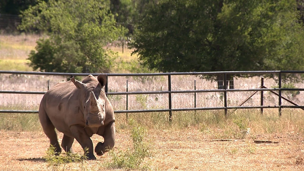 Pairing wine with rhinos, it’s the concept behind the Fredericksburg ...