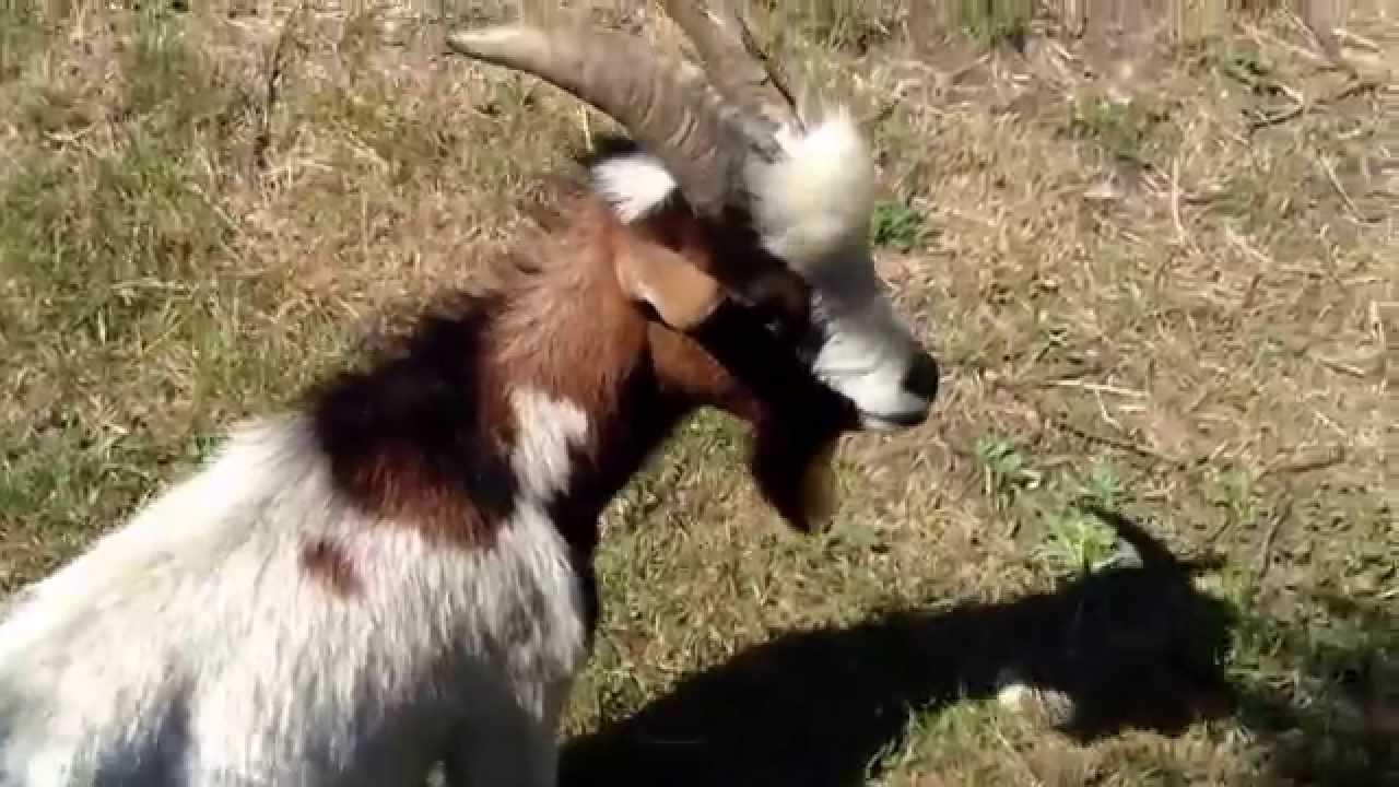 Des nouvelles des chèvres !! ️ - YouTube