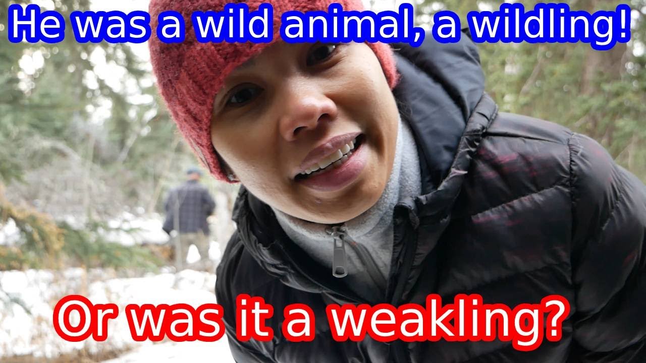 An OFF GRID journey 23 He was a wild animal, a wildling or was it a ...