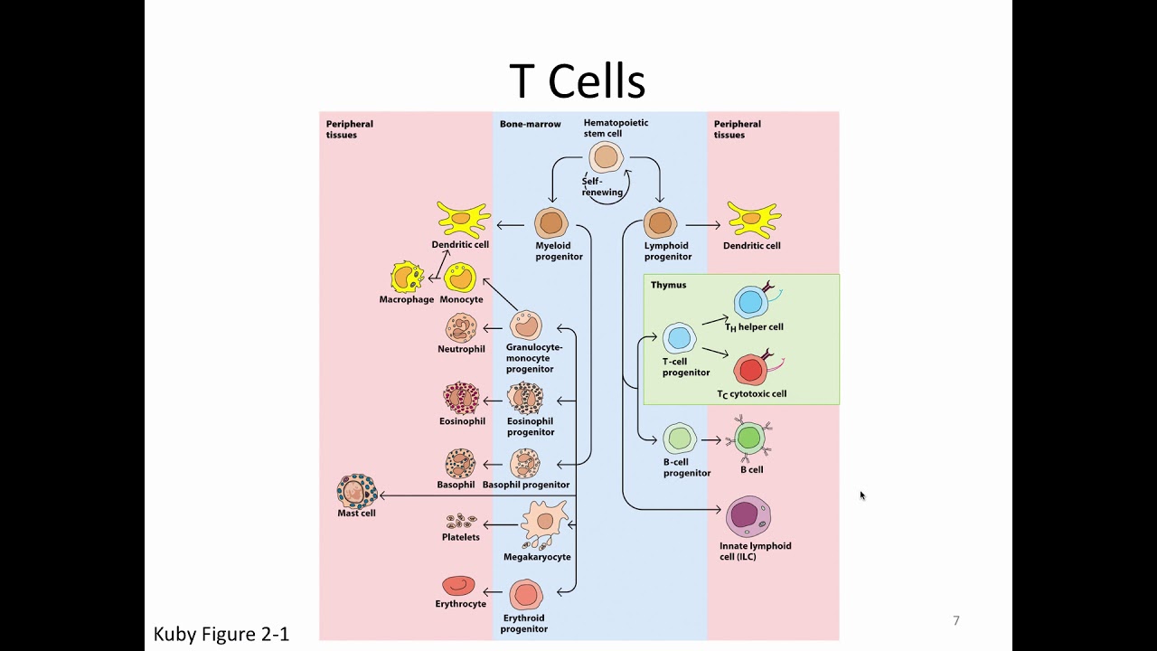 Immunology Lecture 13: T Cells and MHC - YouTube