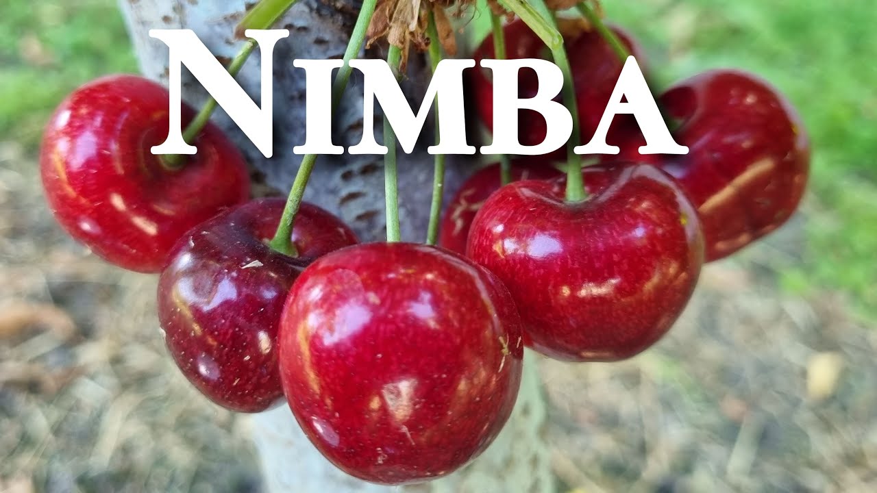 Черешня Німба. Sweet cherry Nimba. - YouTube