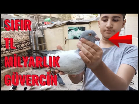 Sıfır TL İle Milyarlık Güvercin Aldım ( Eve Varmaz Ölür Dediler )