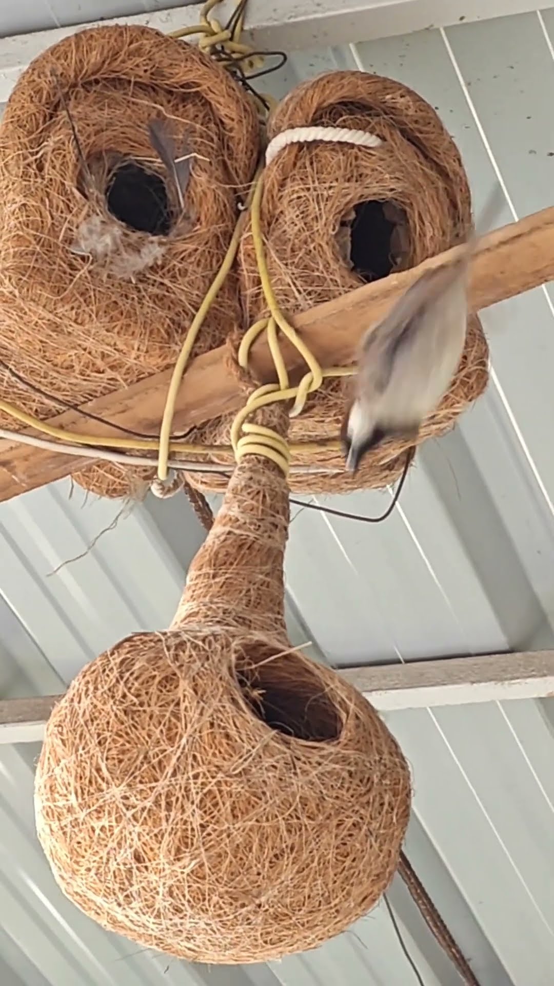 male sparrow inviting female sparrow using his typical gesture n ...