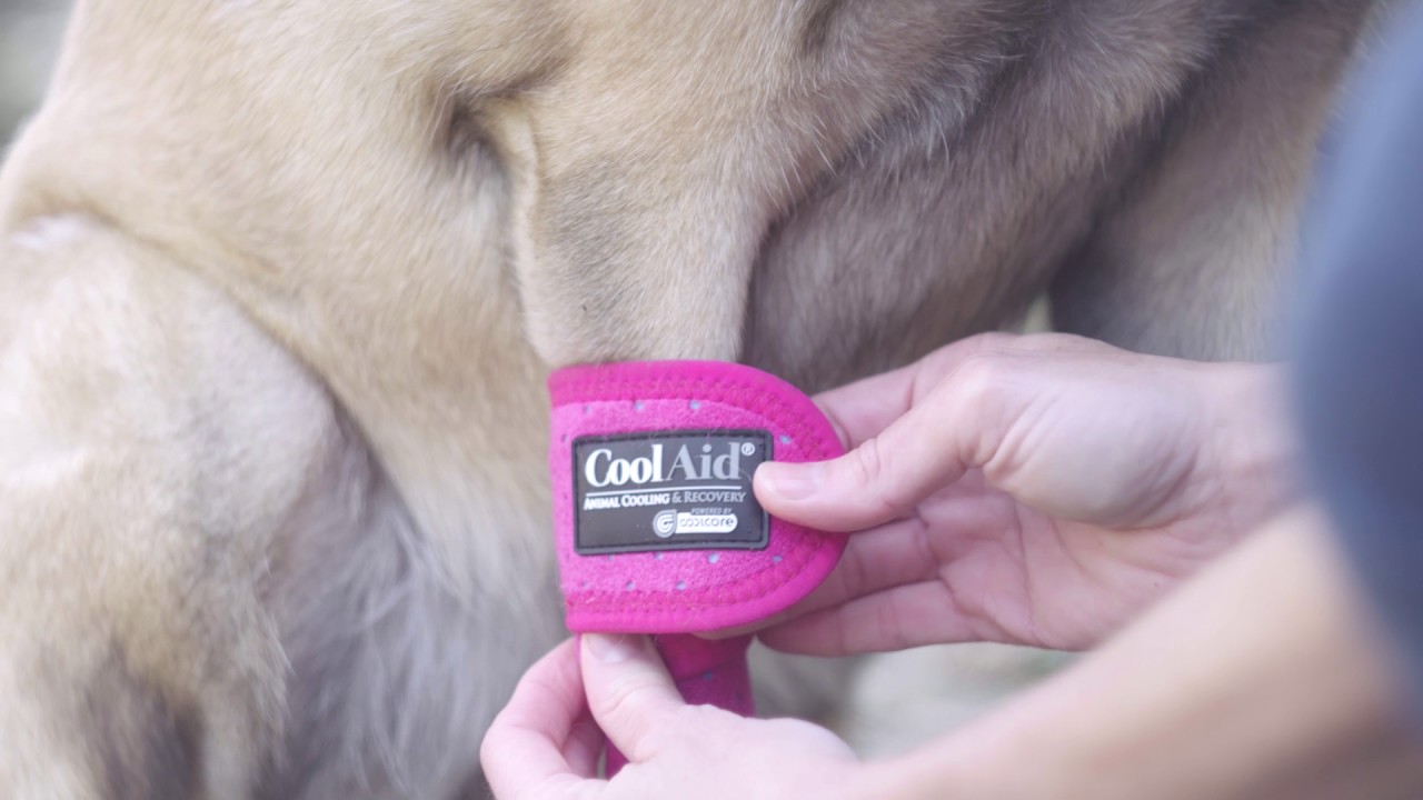 Coolaid Canine Icing and Cooling Wrap - YouTube