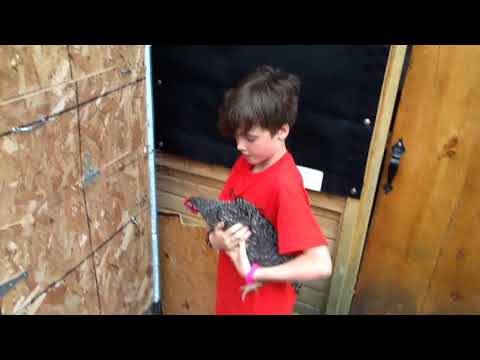 Chicken Abuse