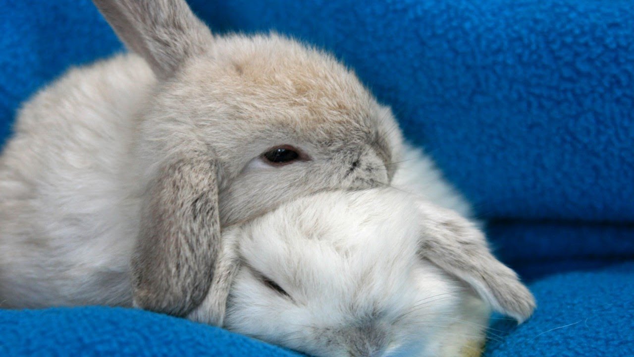 Funny Baby Bunny Rabbit Videos🐇 #7-Cute Rabbits Compilation 2021 - YouTube