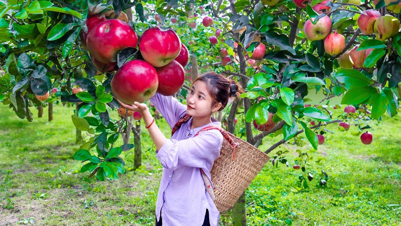 Harvesting Delicious Red Apple Fruits Alone and Bring them to market ...