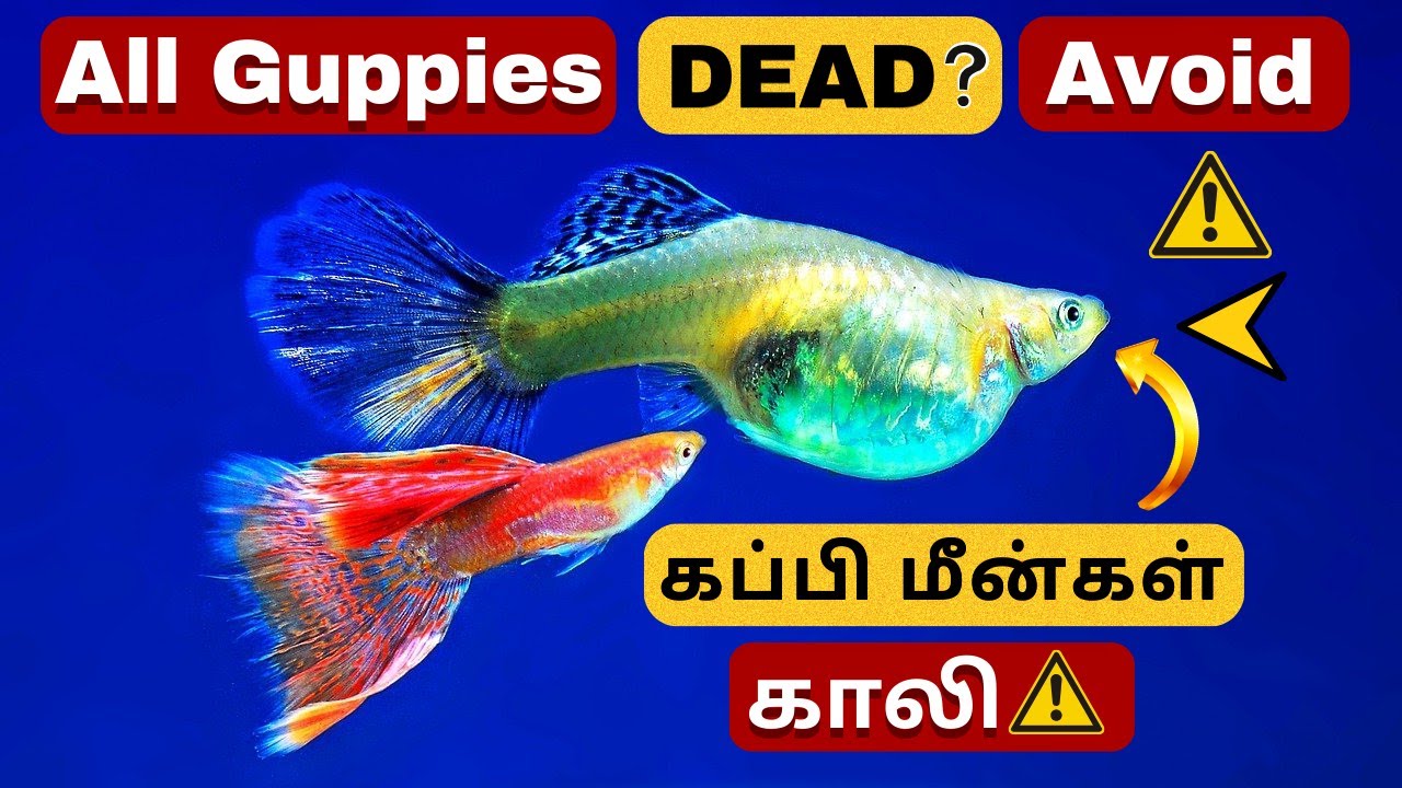 All Guppies are Dead ! கப்பி மீன்கள் காலி? | Aquashots - YouTube