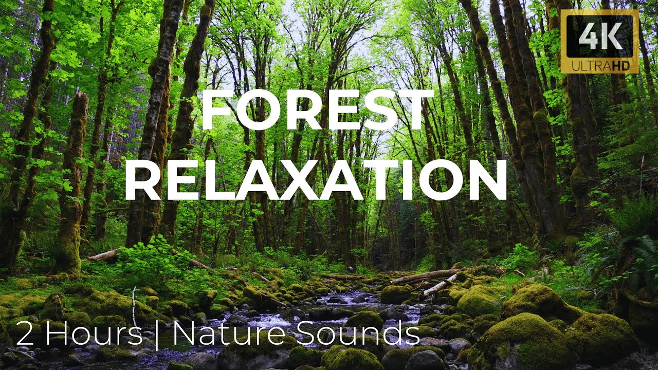 Deep Forest Relaxation | 2 Hours of Nature Sounds for Sleep, Study ...