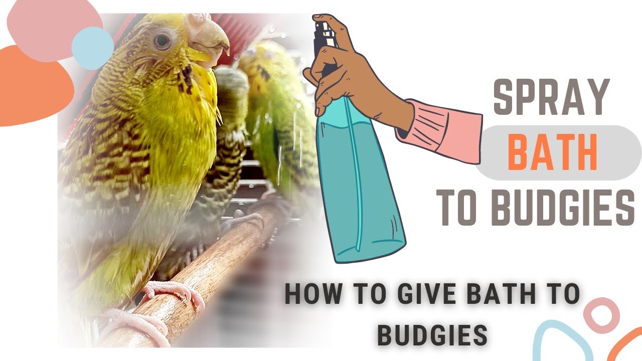 HOW TO GIVE BUDGIE A BATH | BUDGIES TAKING A BATH - YouTube