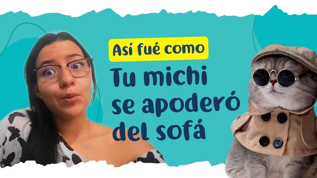 La historia del michi en tu sofá - YouTube