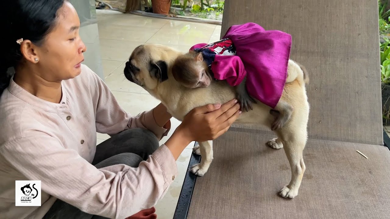 Baby Alex Monkey Obediently to Reconcile to PUG & Hug Him Tight - YouTube
